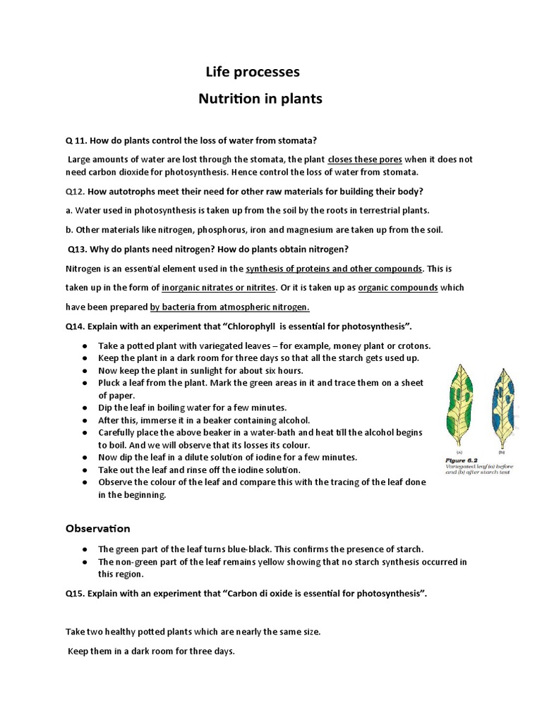 Nutrition in Plant and Animal 10 I | PDF | Digestion | Stomach