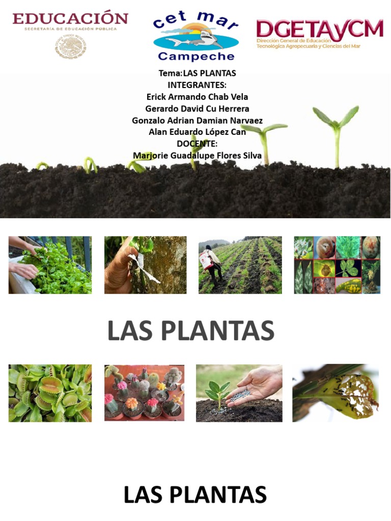 Power Point - Las Plantas | PDF | Fertilizante | Injerto