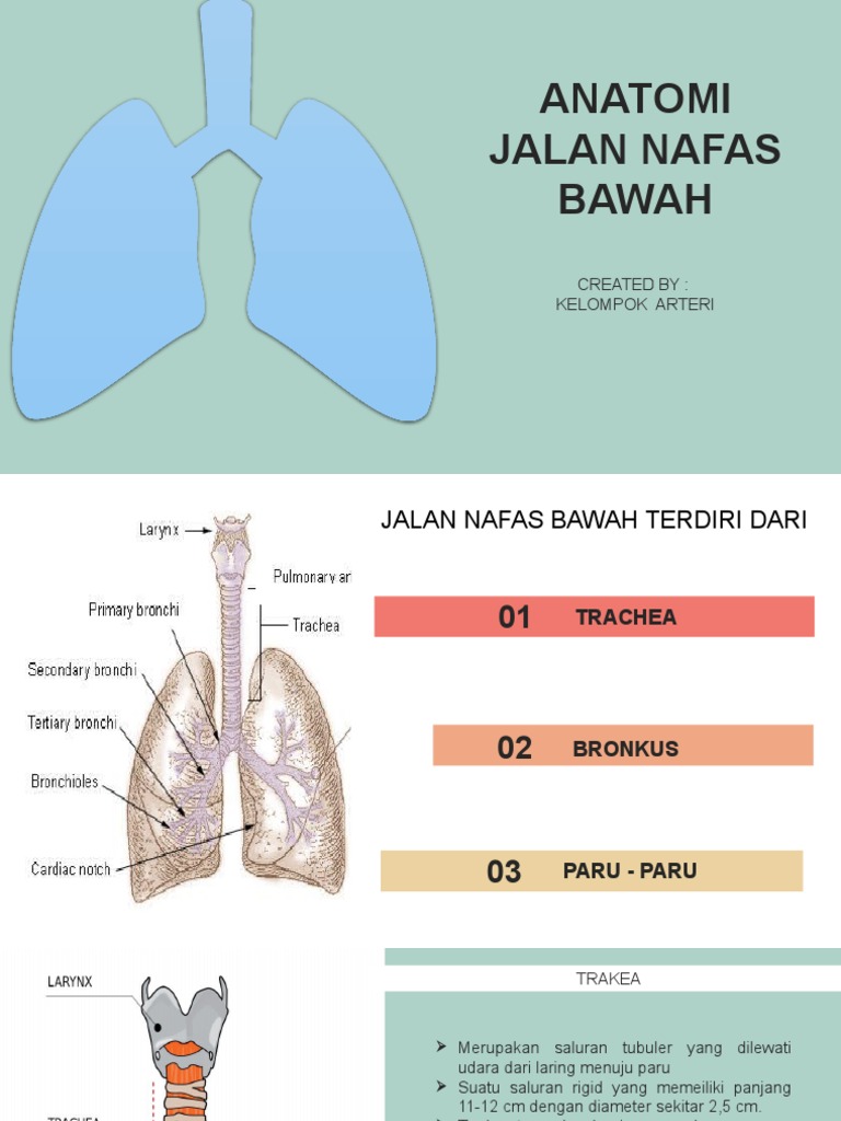 Anatomi Jalan Nafas Bawah | PDF