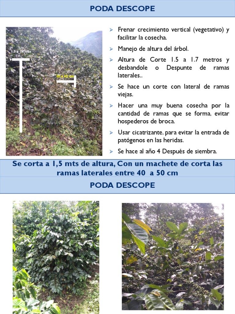 Guía sobre técnicas de poda y fertilización para el cultivo de café | PDF | café | Fertilizante