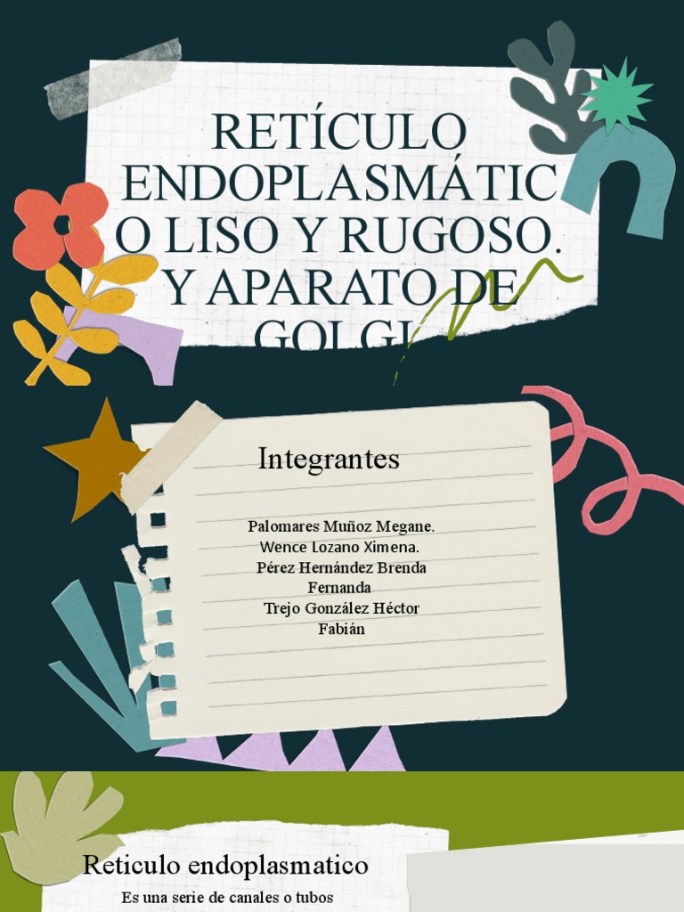 Reticulo Endoplasmatico Liso y Rugoso y Aparato de Golgi | PDF ...