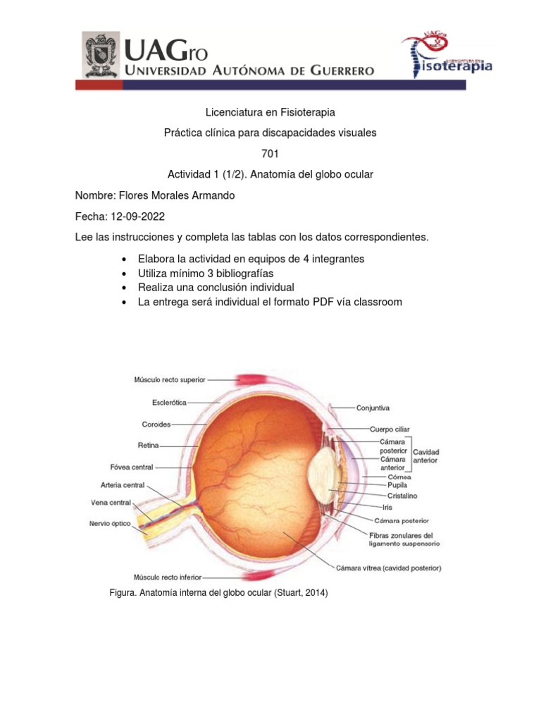 Anatomia Ocular | PDF | Ojo humano | Percepción visual
