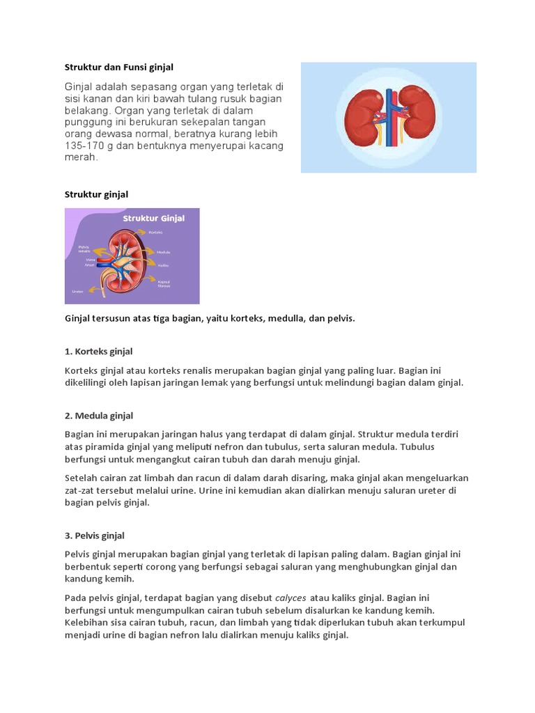 Struktur dan Fungsi Ginjal Manusia | PDF | Kesehatan Holistik