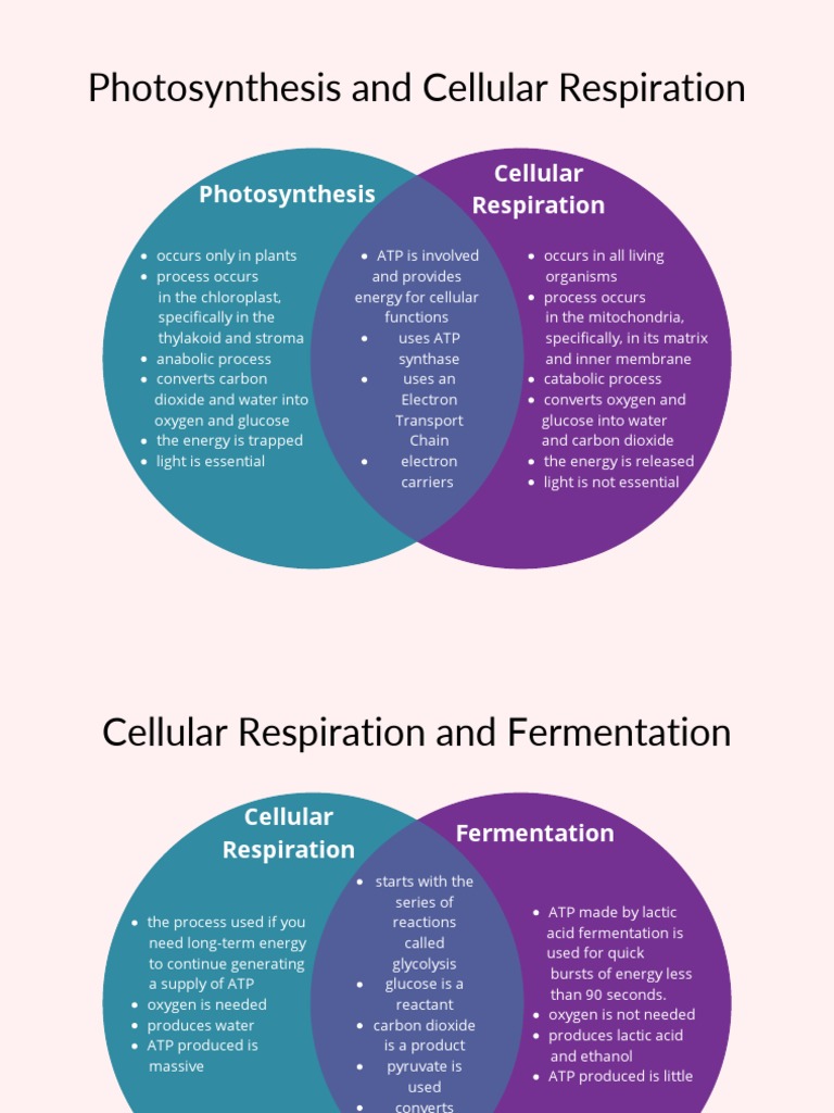 A Comparison of Key Processes in Photosynthesis, Cellular Respiration ...