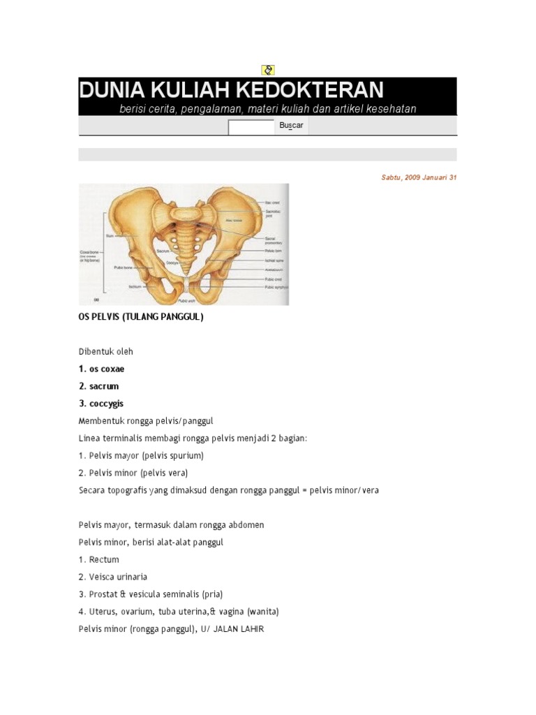 Os Pelvis dan Anatomi Panggul | PDF | Ilmu Sosial | Kajian Bahasa Asing