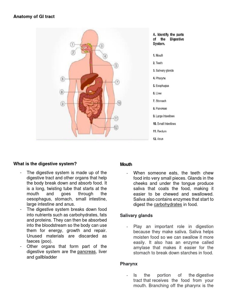 NCM-116-Prelims-Reviewer | PDF | Digestion | Human Digestive System