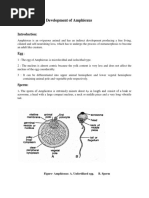 Starfish Embryonic Development Stages | PDF | Zoology | Morphology ...