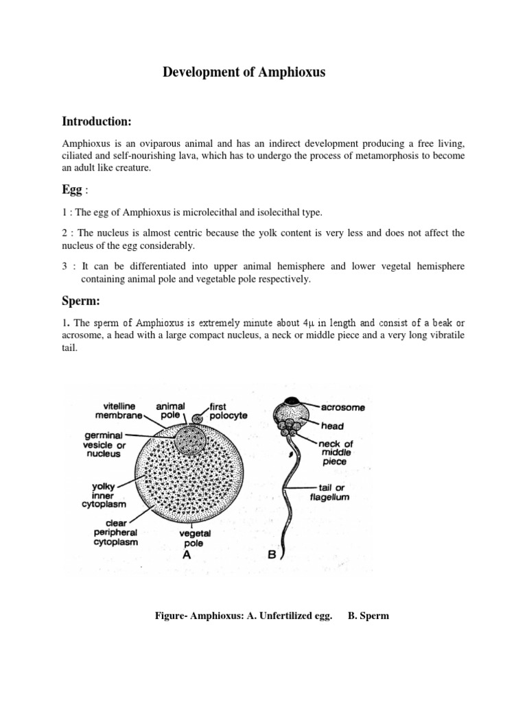 Amphioxus Embryonic Development Stages | PDF | Embryo | Zoology