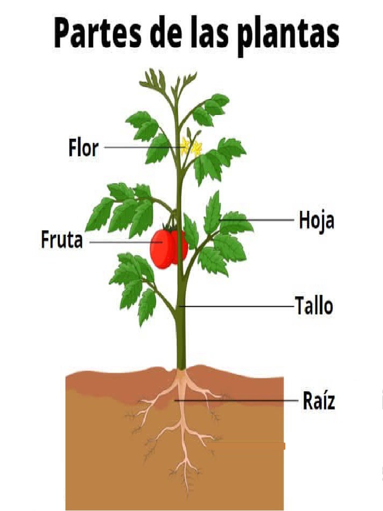 Una Planta y Sus Partes | PDF