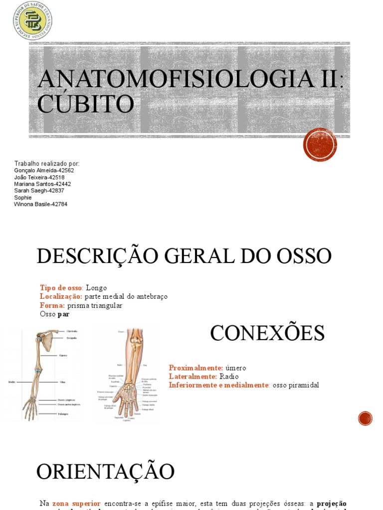 Anatomia do Cúbito no Antebraço | PDF | Sistema Locomotor | Anatomia