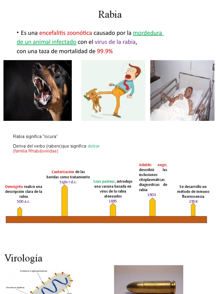 RABIA | PDF | Rabia | Virus