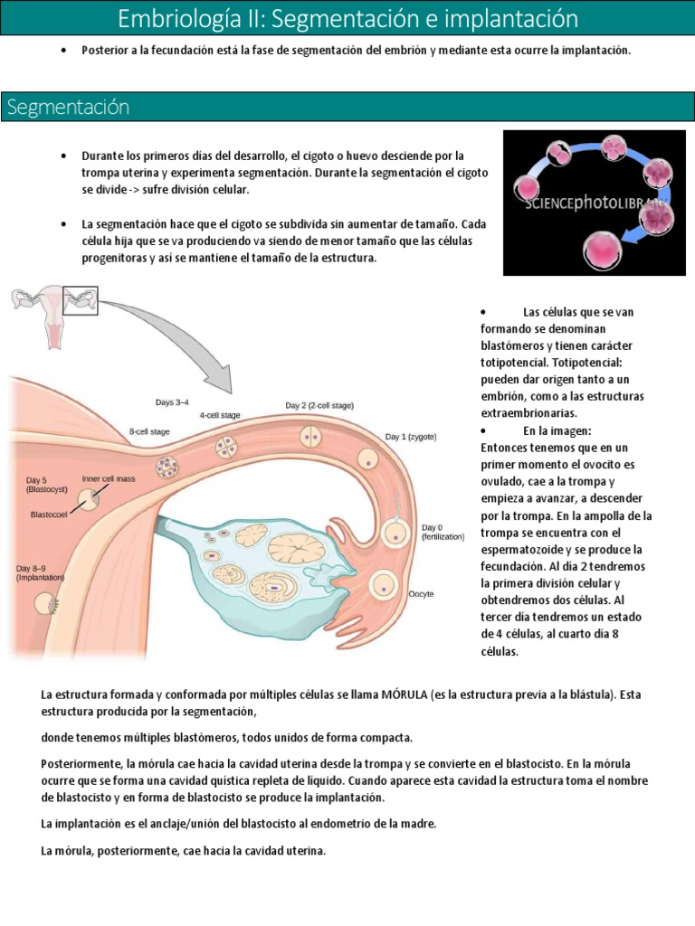 Embriología II: Segmentación e implantación | PDF | Implantación ...
