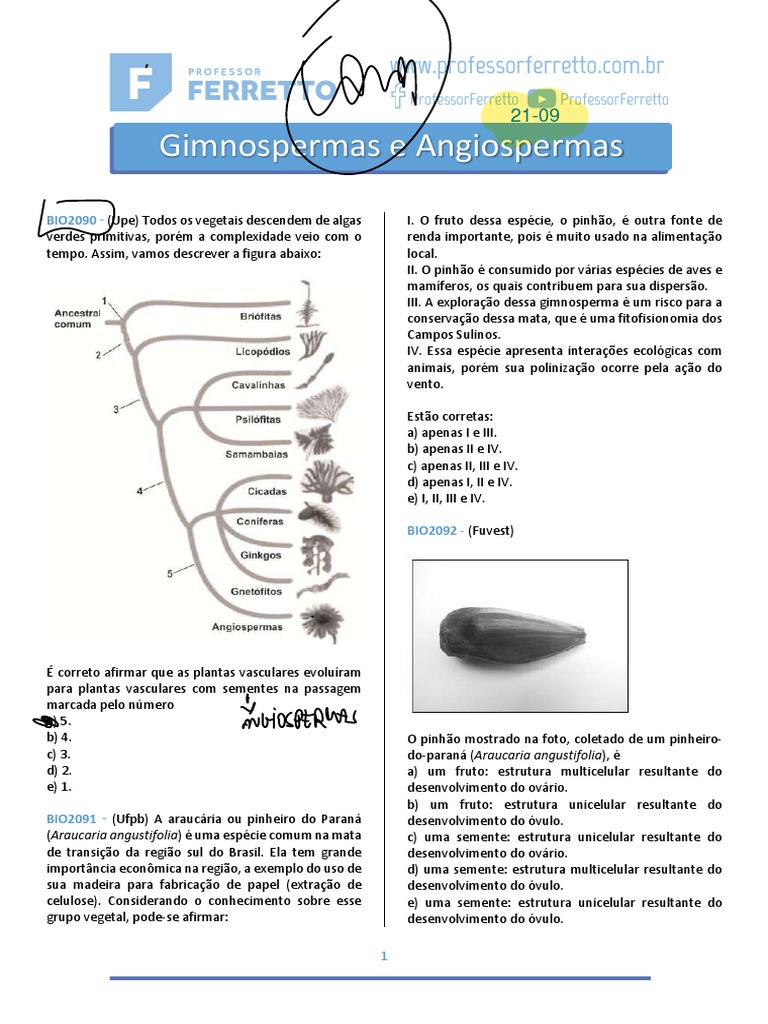 Gimnospermas e Angiospermas | PDF | Flores | Semente