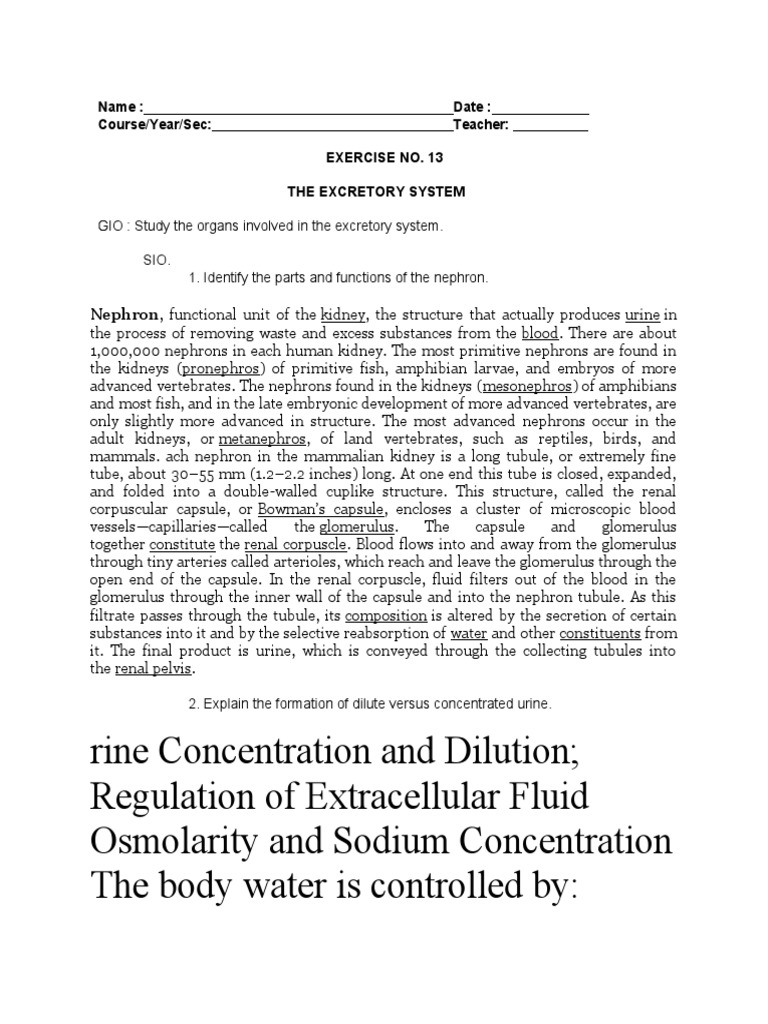 WEEK 14 LAB EXERCISE - Urinary System | PDF | Kidney | Animal Anatomy