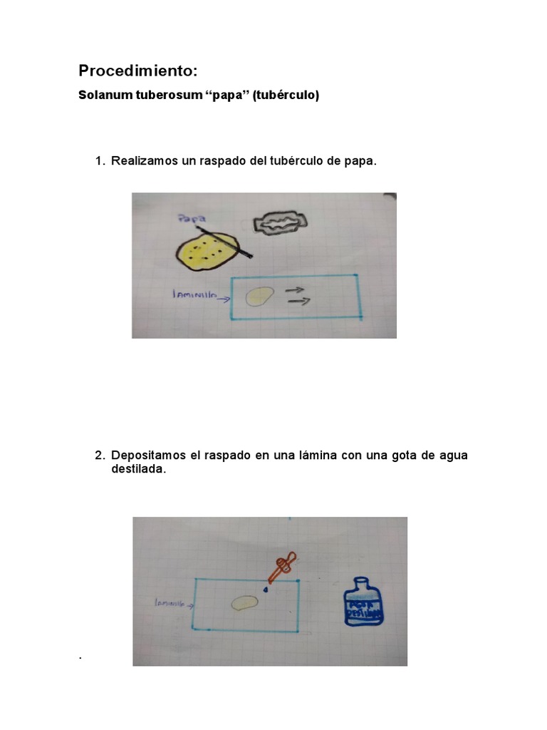 Observación de la papa con Lugol | PDF
