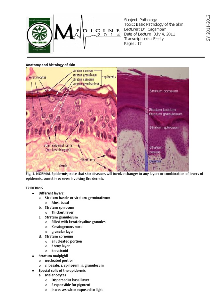 2011-07-PATHO-Basic Pathology of Skin | PDF | Epidermis | Skin