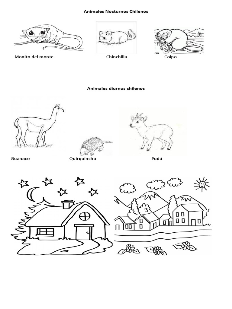 Animales Nocturnos Chilenos | PDF