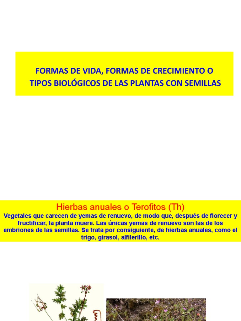 Formas de Vida o de Crecimiento 2022 | PDF | Morfología Vegetal ...