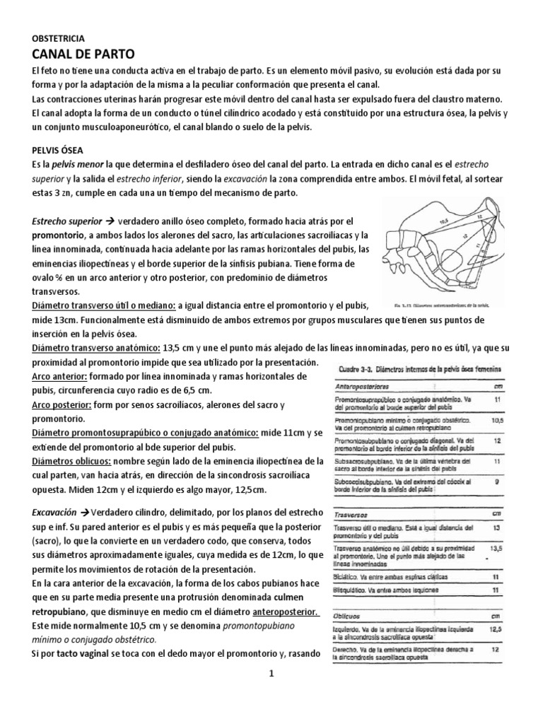 El Canal De Parto Estructura ósea Y Blanda Que Guía El Descenso Del Feto Pdf Pelvis