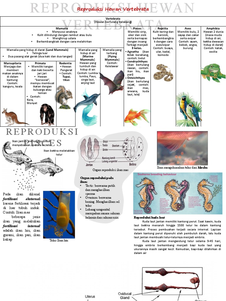 Reproduksi Hewan Vertebrata | PDF