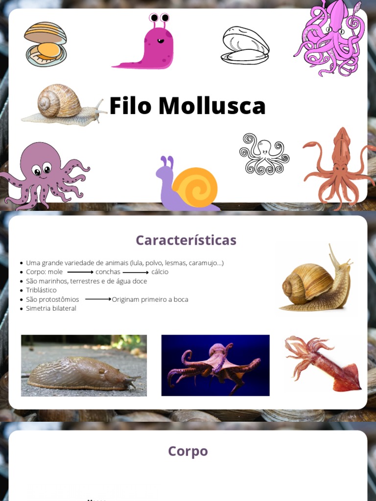 Filo Mollusca: Características e Classificação | PDF | Bem-estar