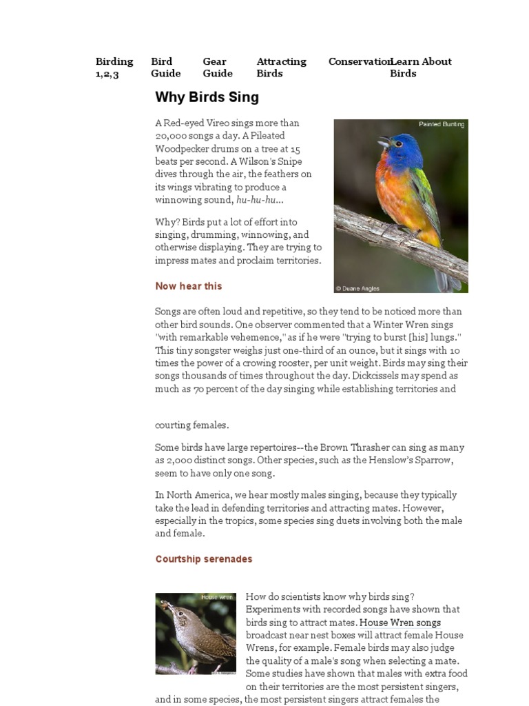 All About Birds - Why Birds Sing | PDF | Birds | Ornithology