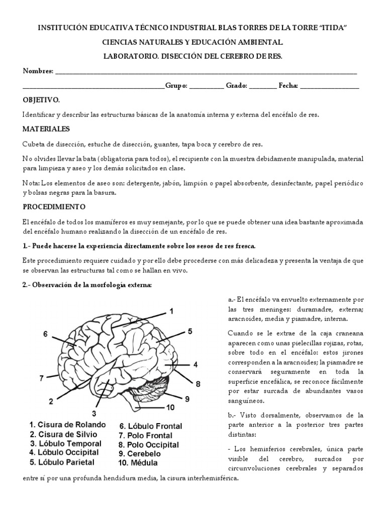 Lab Disección de Cerebro | PDF | Cerebro | Cerebelo