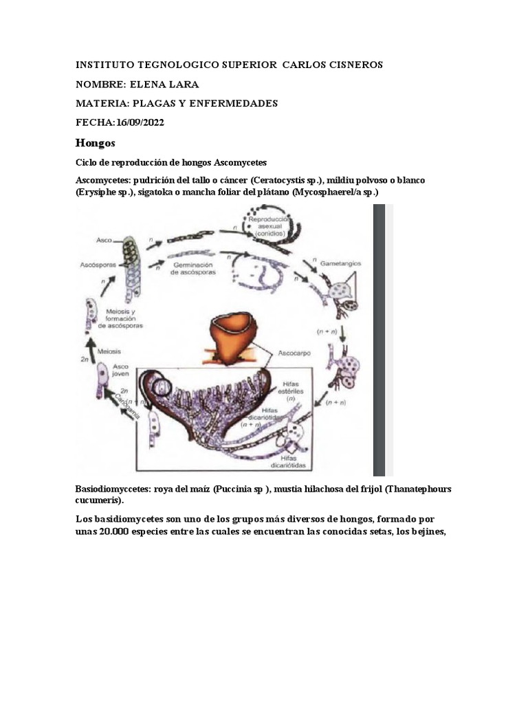 Ciclos de Vida de Patogenos | PDF | Hongo | Biología