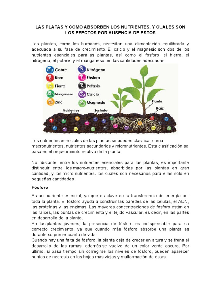 Las Plantas y Sus Nutrientes | PDF | Nutrientes | Plantas