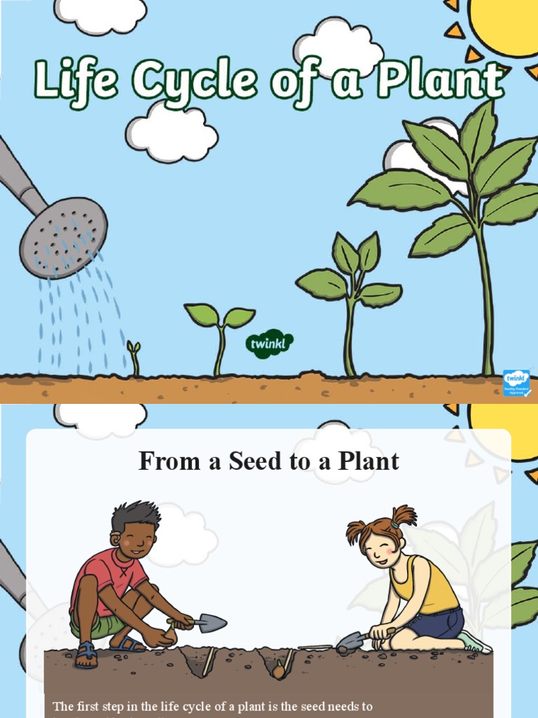 Life Cycle of A Plant Powerpoint - Ver - 2 | PDF