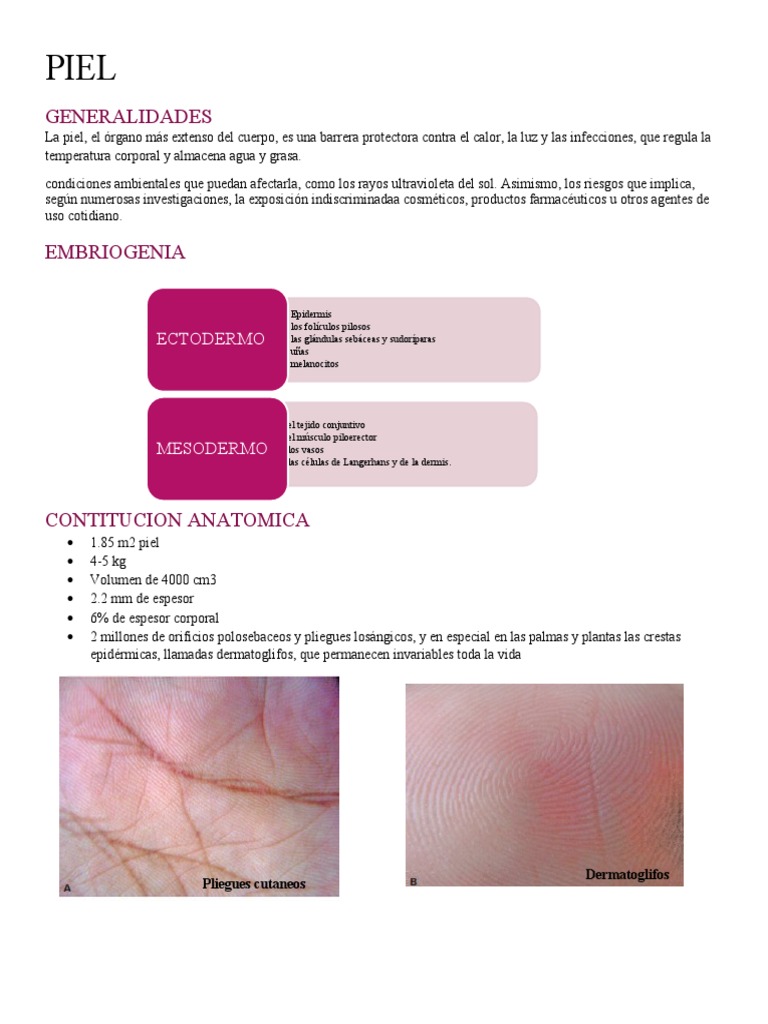 Piel Pdf Piel Anatomía