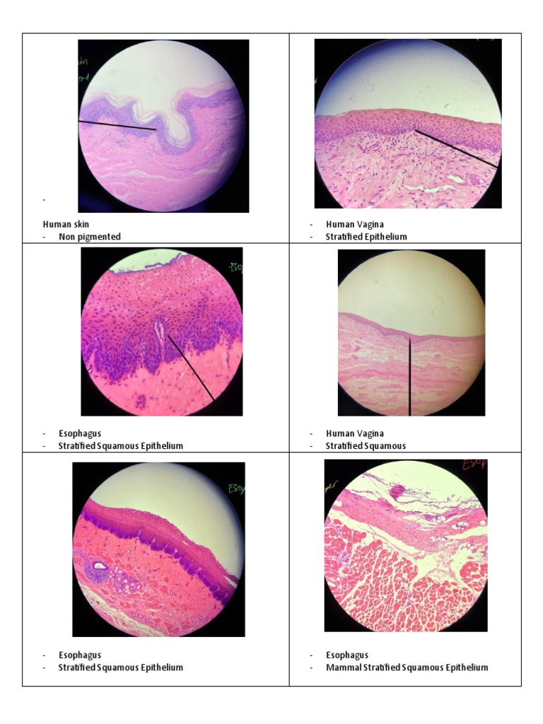 Integumentary Lab Specimens | PDF