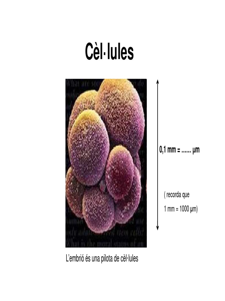 2 La Teoria Cel Lular | PDF
