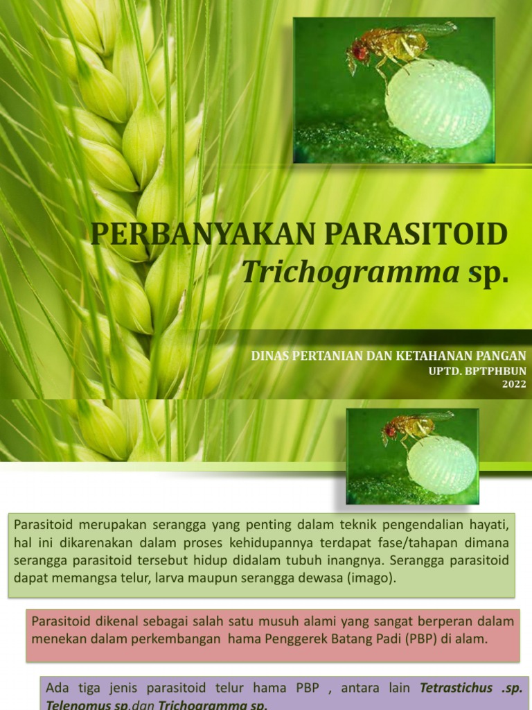 Perbanyakan Massal Trichogramma sp. | PDF | Sains & Matematika
