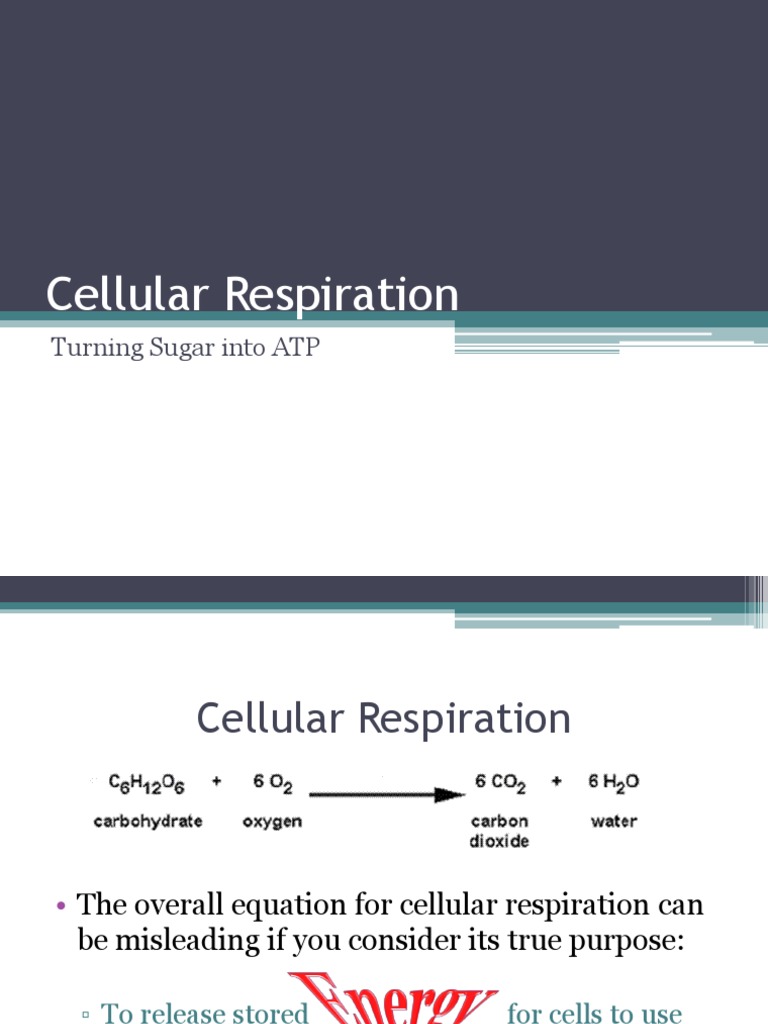 ppt students_cellular-respiration | PDF | Cellular Respiration | Fermentation