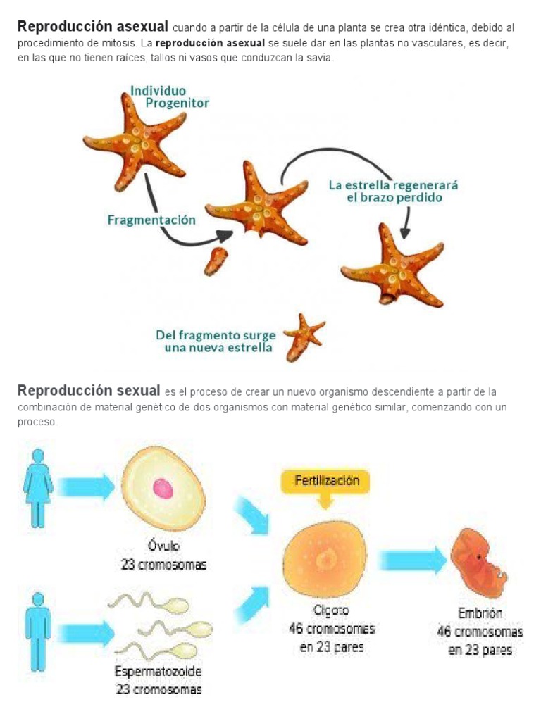 Reproducción Asexual | PDF