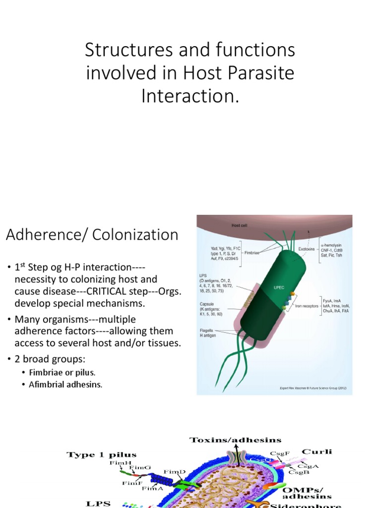 Host Parasite Interaction | PDF | Secretion | Biotechnology