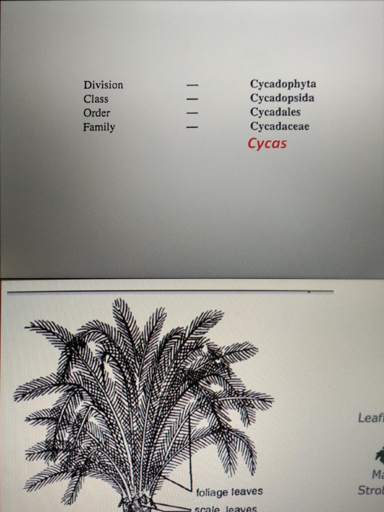 Cycas Practical | PDF