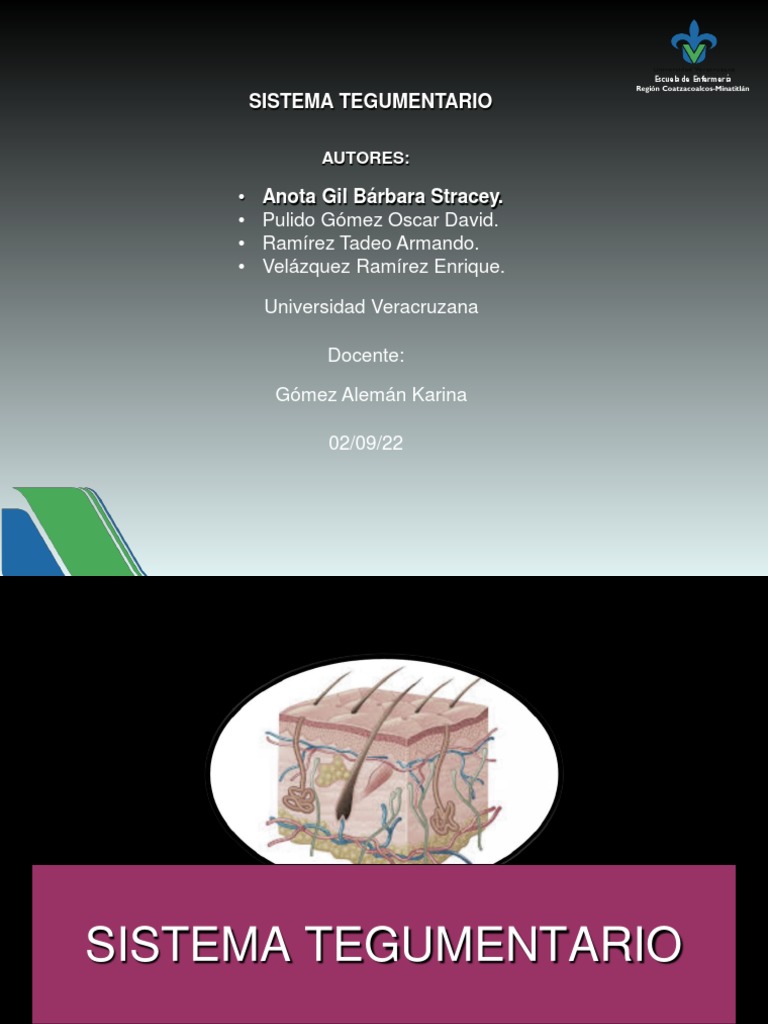 Sistema Tegumentario | PDF | Piel | Epidermis