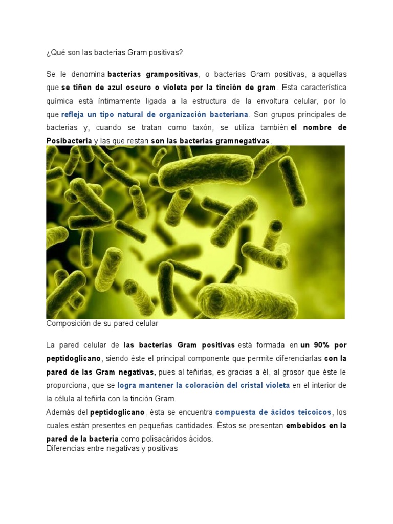 Gram Positiva y Negativa | PDF | Bacterias Gram Positivas | Bacterias ...
