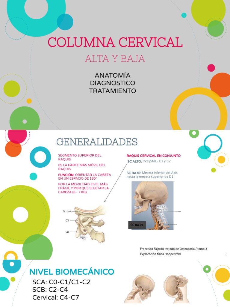 Columna Cervical: Alta Y Baja | PDF | Anatomía humana | Sistema ...