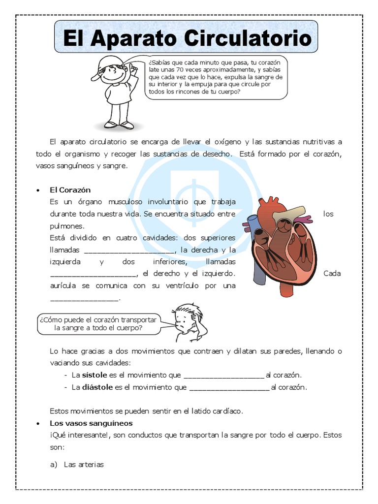 2.el Aparato Circulatorio | PDF | Corazón | Sistema circulatorio