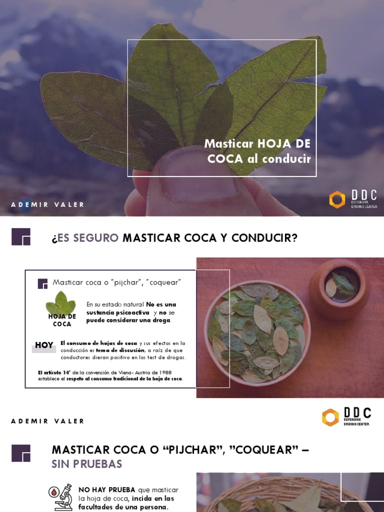 Masticar Coca y Conducir | PDF | Cocaína | Drogas