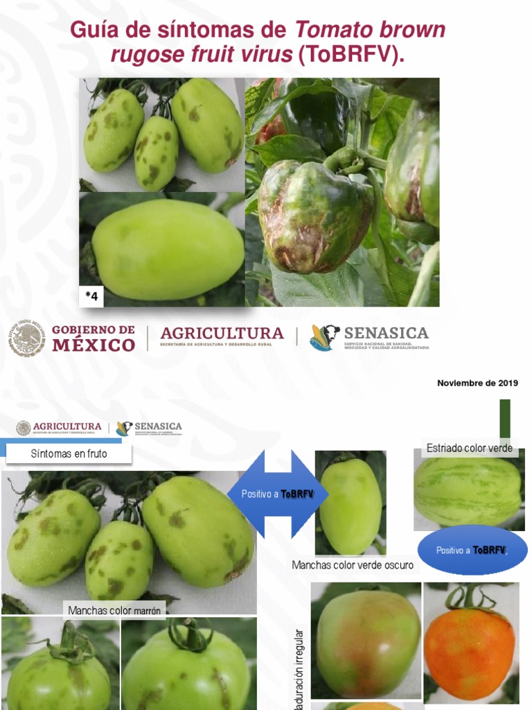 Gu - A - de - Sintomas Rugoso | PDF | Inmunología | Medicina CLINICA