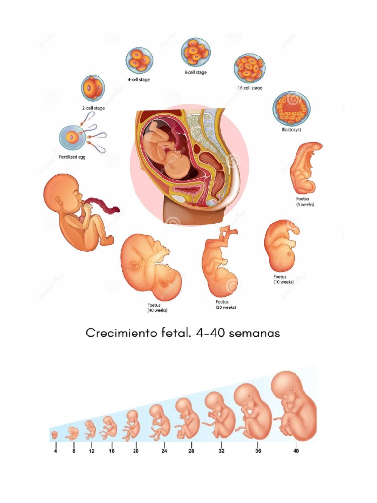 Desarrollo | PDF | Implantación (embrión humano) | Biología del desarrollo