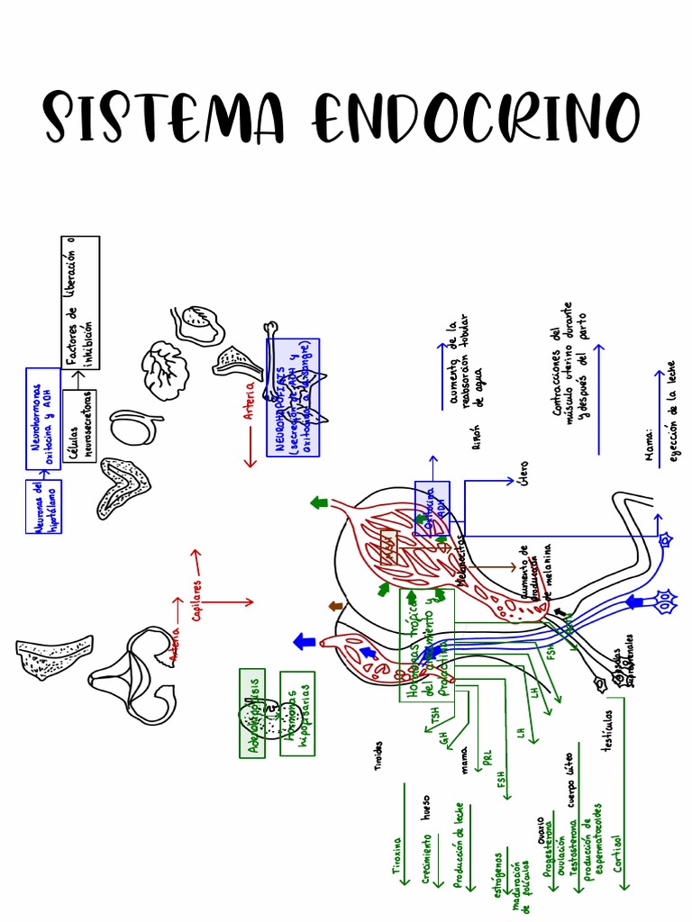 Dibujos Sistema Endocrino | PDF | Hormona luteinizante | Ovario