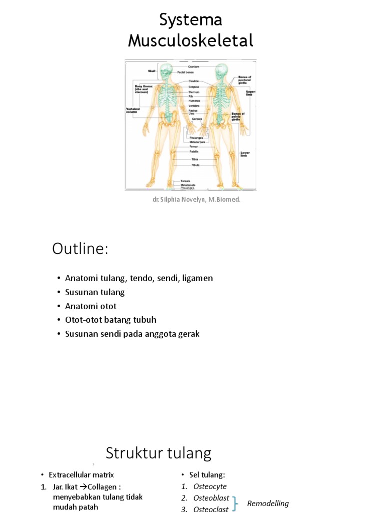 KP 2 Anatomi Tulang, Otot, Tendon, Sendi, Ligament (Dr. Silphia Novelyn ...