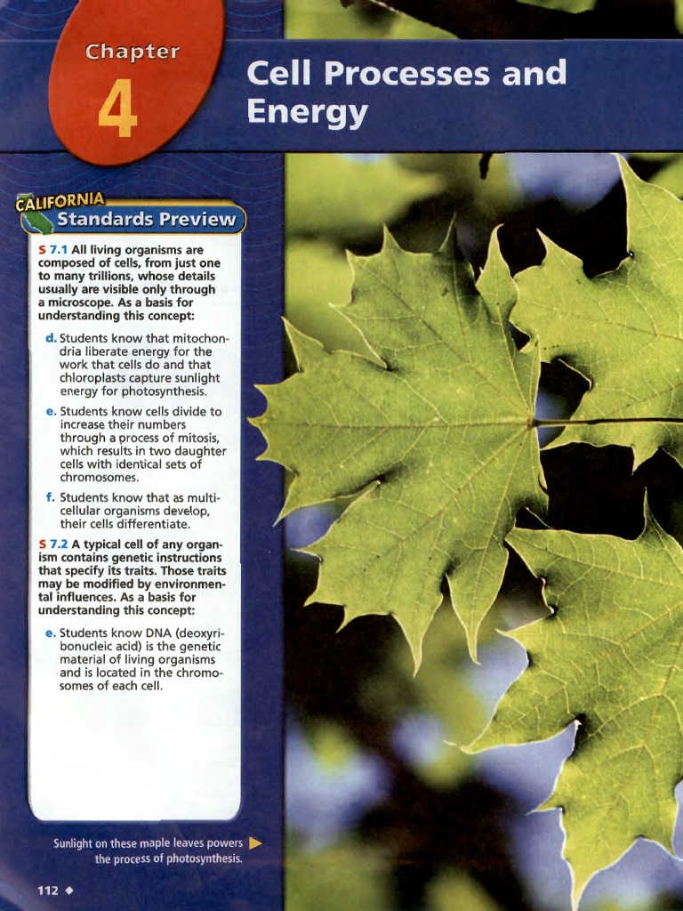Cell Processes and Energy | PDF | Cellular Respiration | Photosynthesis