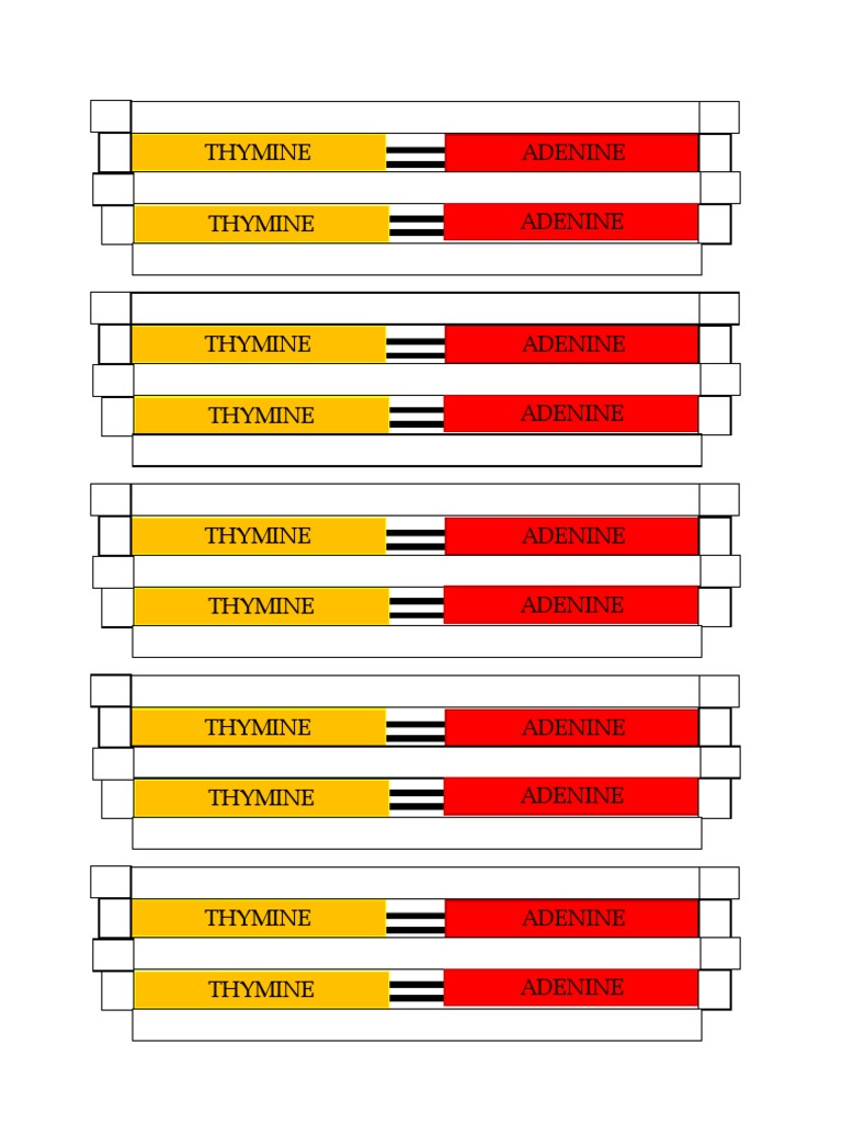 DNA Model Templates | PDF | Genetics | Chemistry