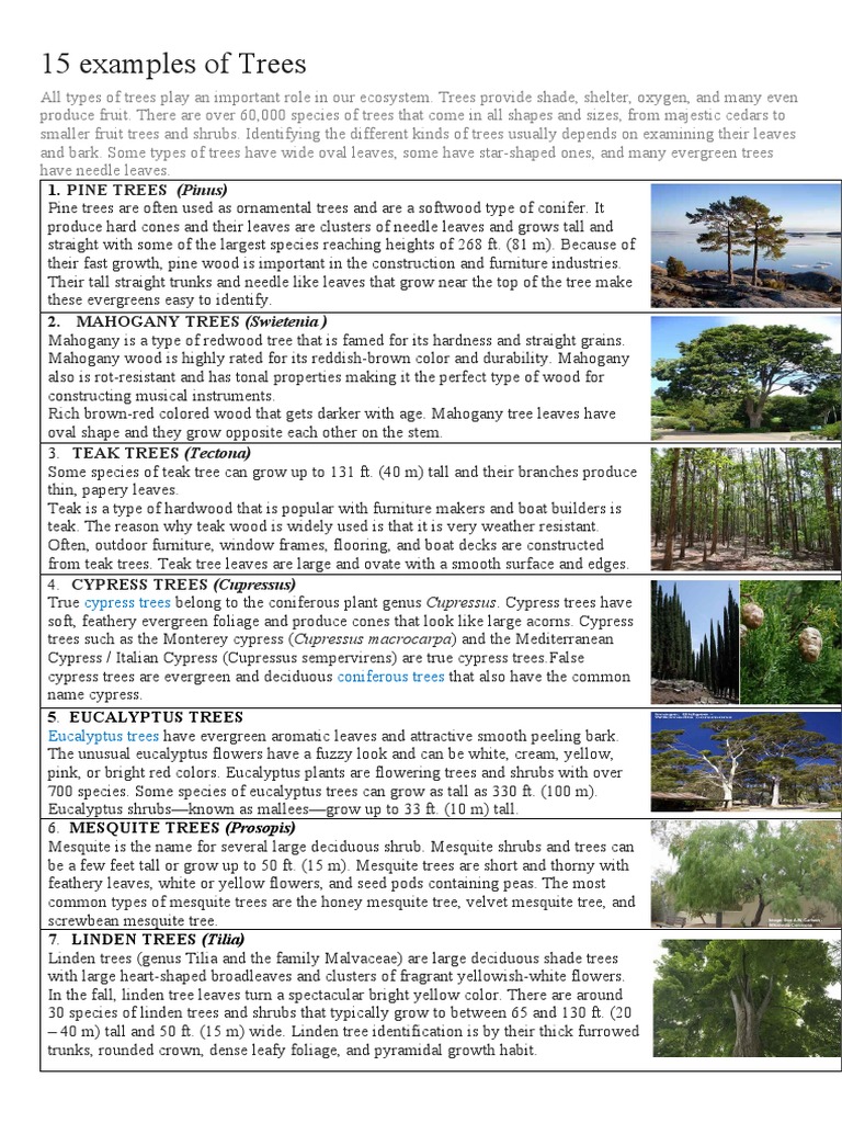 Trees | PDF | Trees | Wood